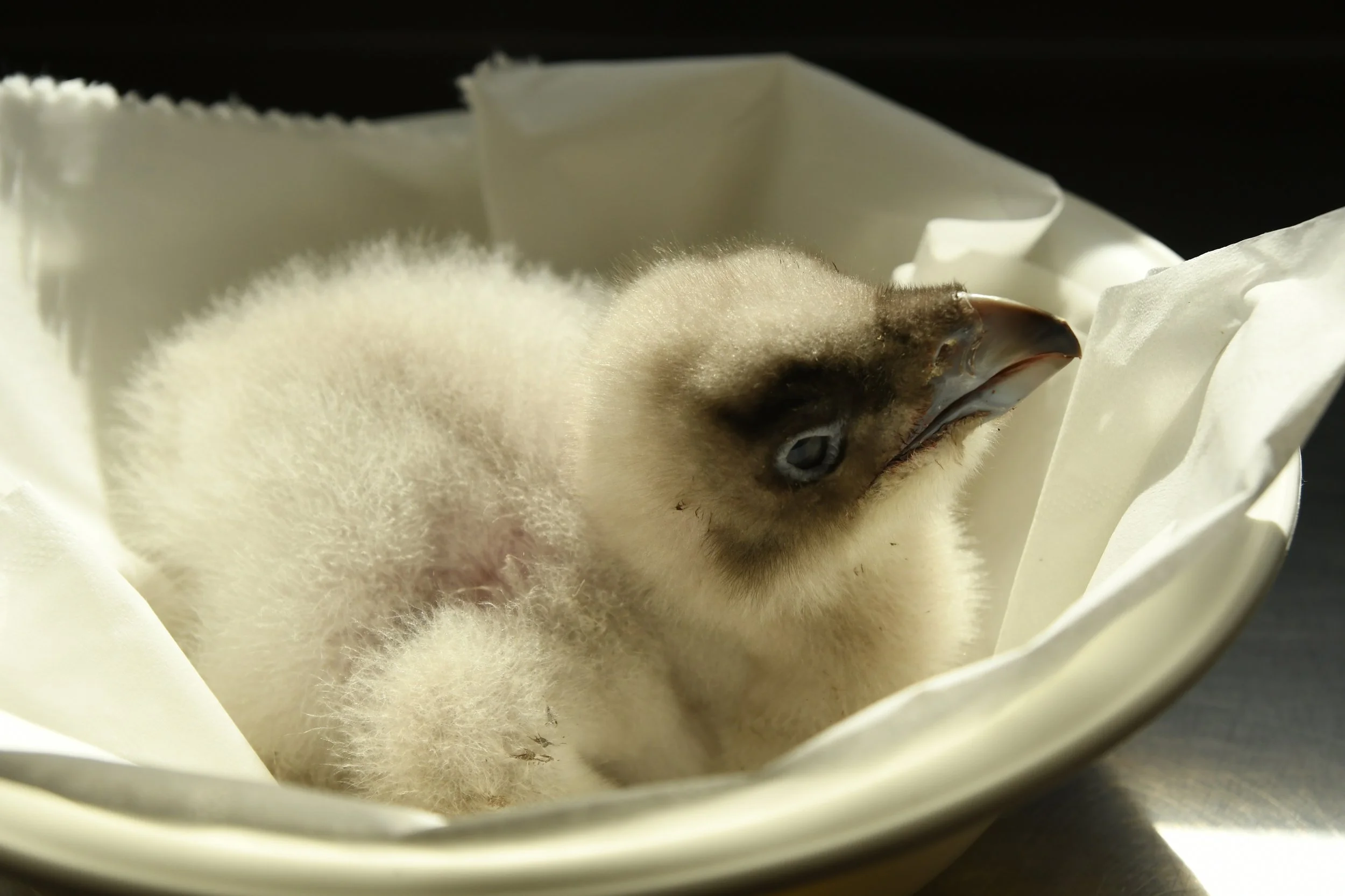 Baby Bearded Vulture