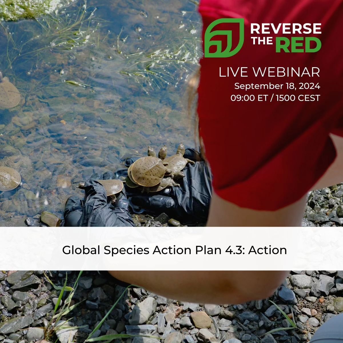 Reverse the Red - Revertir el Rojo - Inverser le Rouge