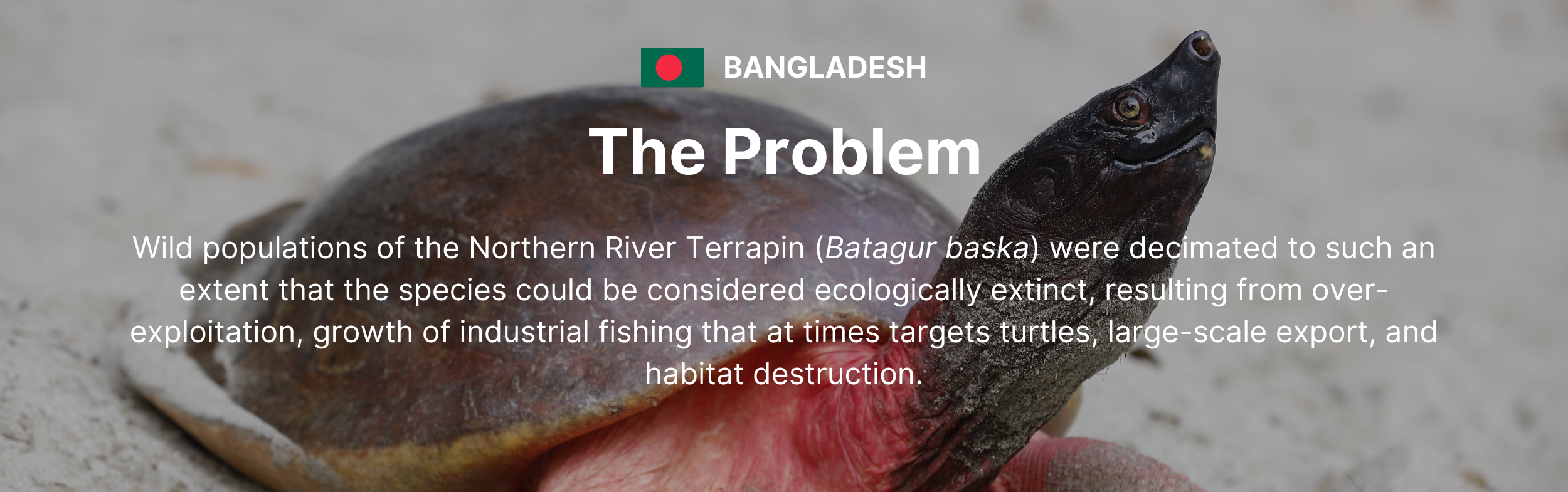 Conservation of the Northern River Terrapin - Project Batagur Baska ...
