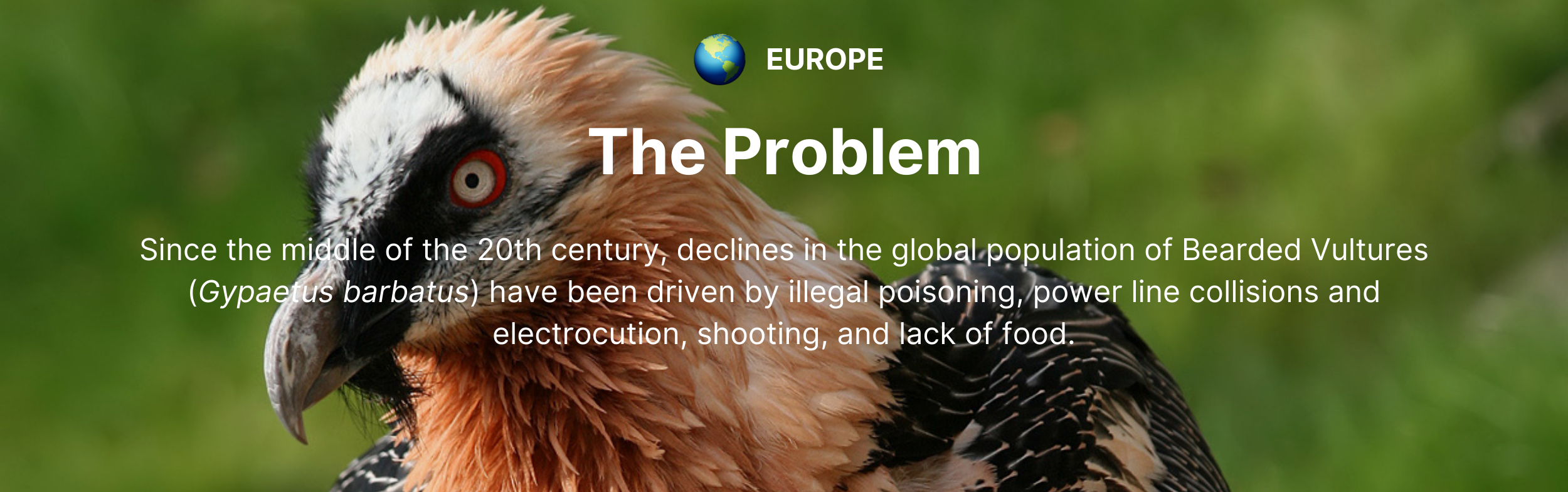 Red Bearded Vulture
