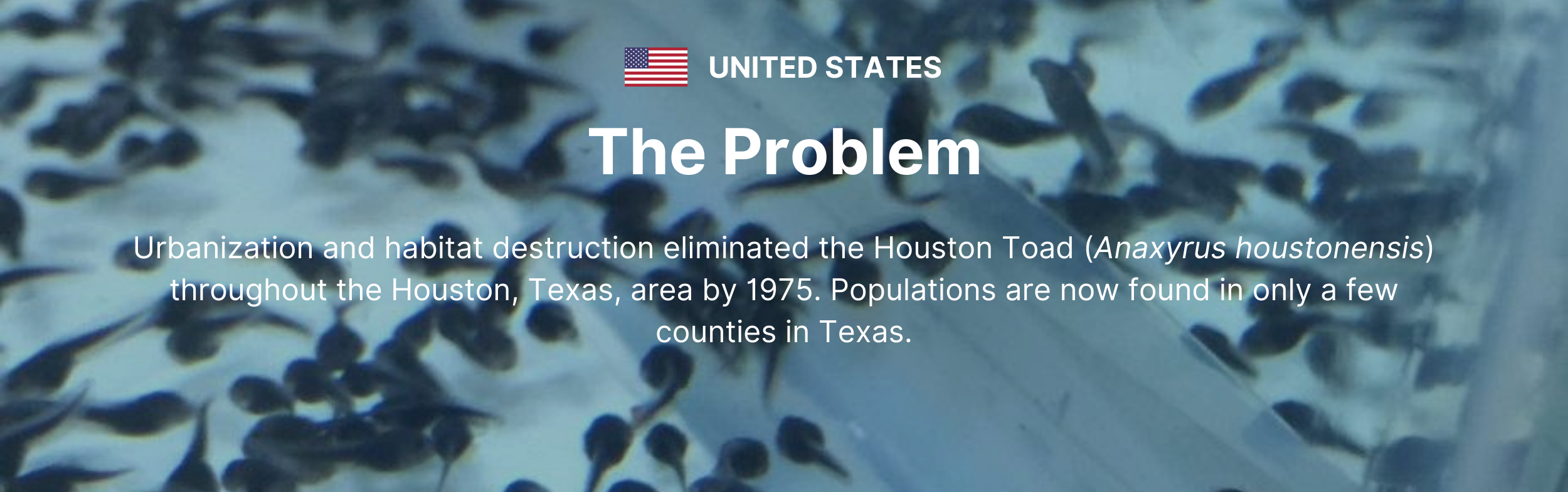 Houston Toad Recovery Benefits from New Techniques and Strong ...