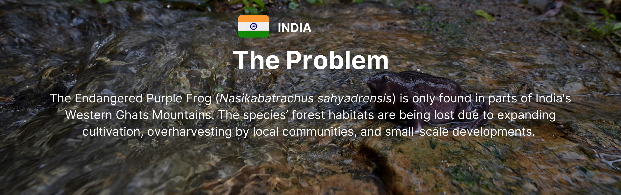 Holistic Approaches to Conserving the Purple Frog in India — Reverse ...