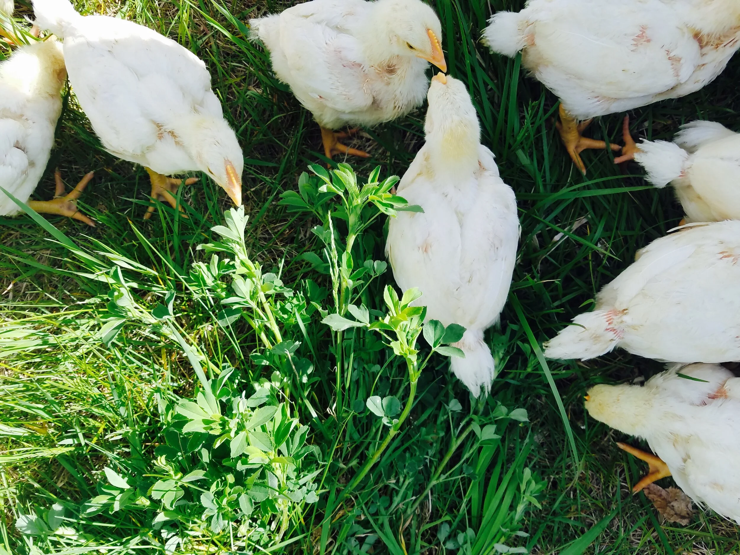 Pastured Meat — Cuff Farms