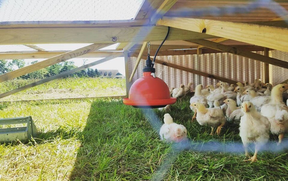 Pastured Meat — Cuff Farms