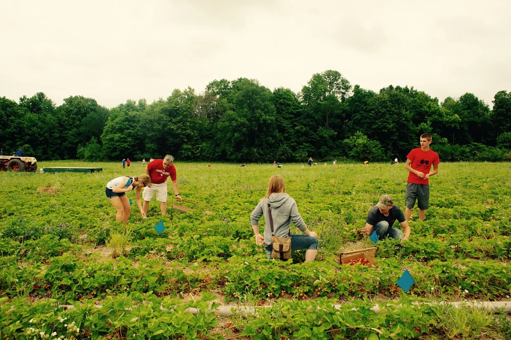 STRAWBERRIES — Cuff Farms