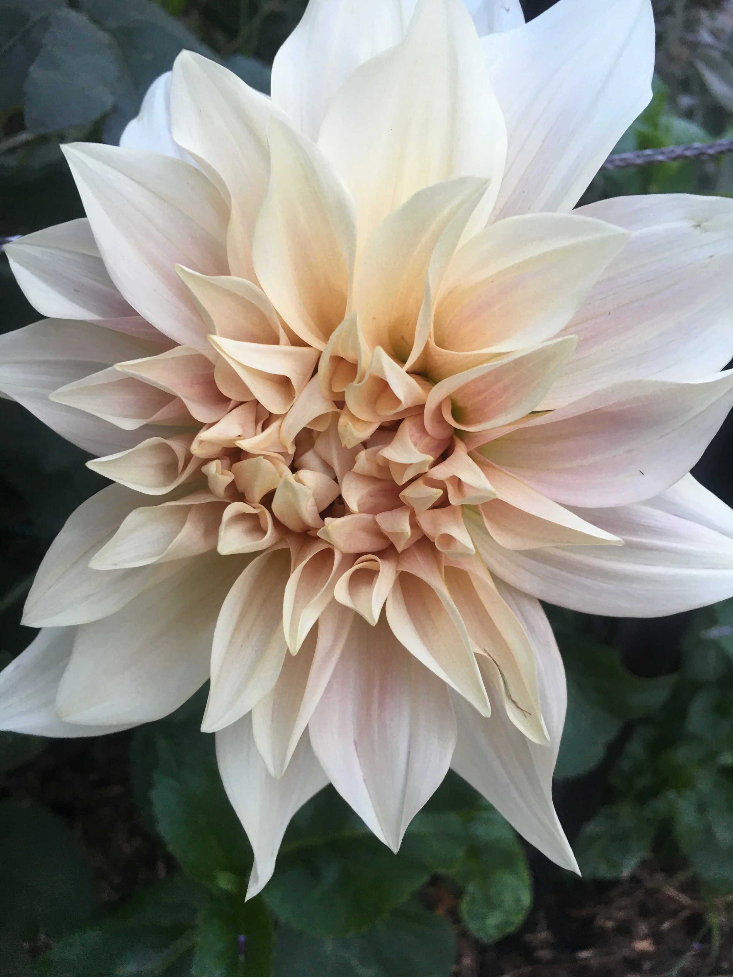 Store 1 — Heathfield Flowers