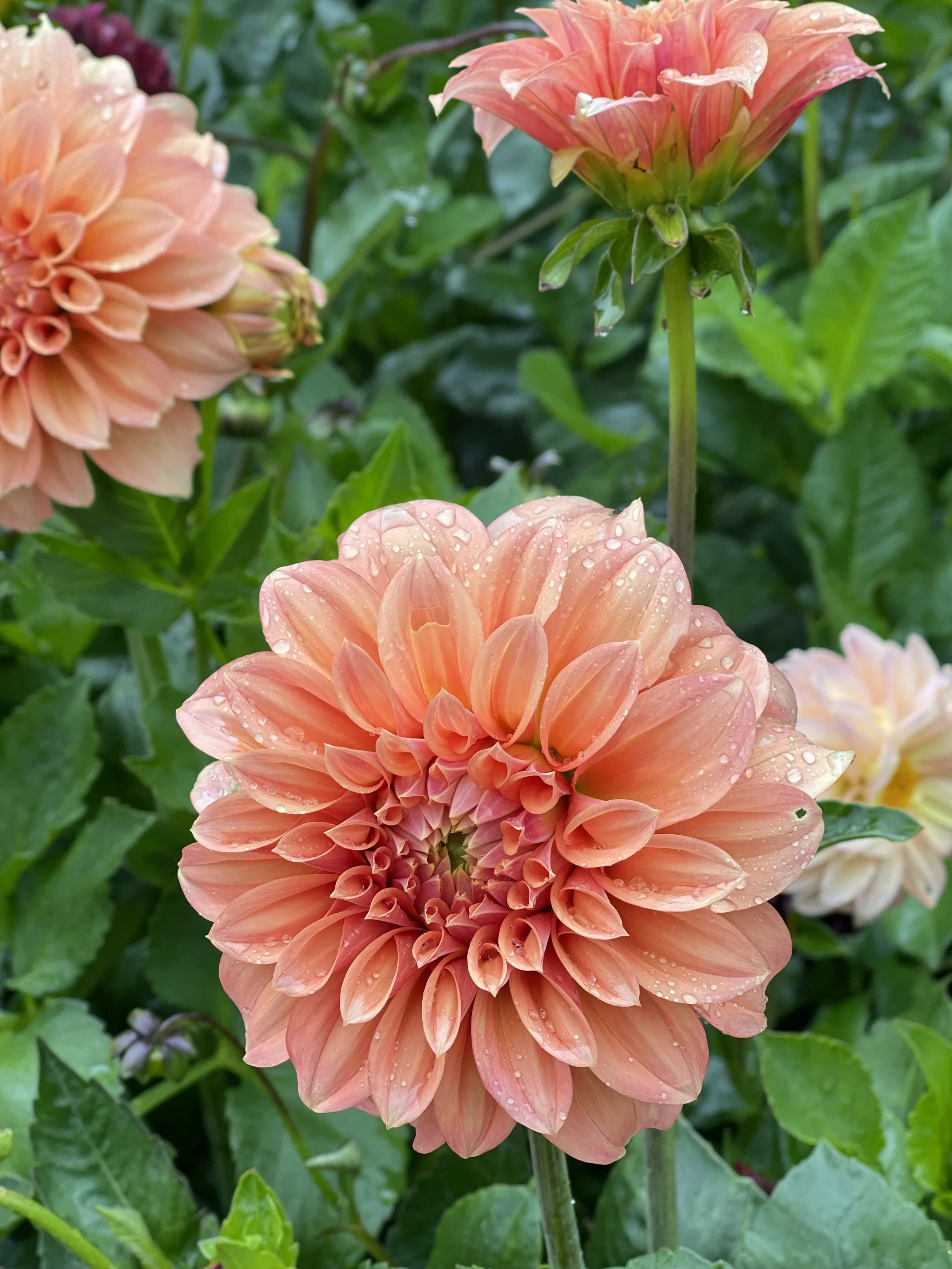 Store 1 — Heathfield Flowers