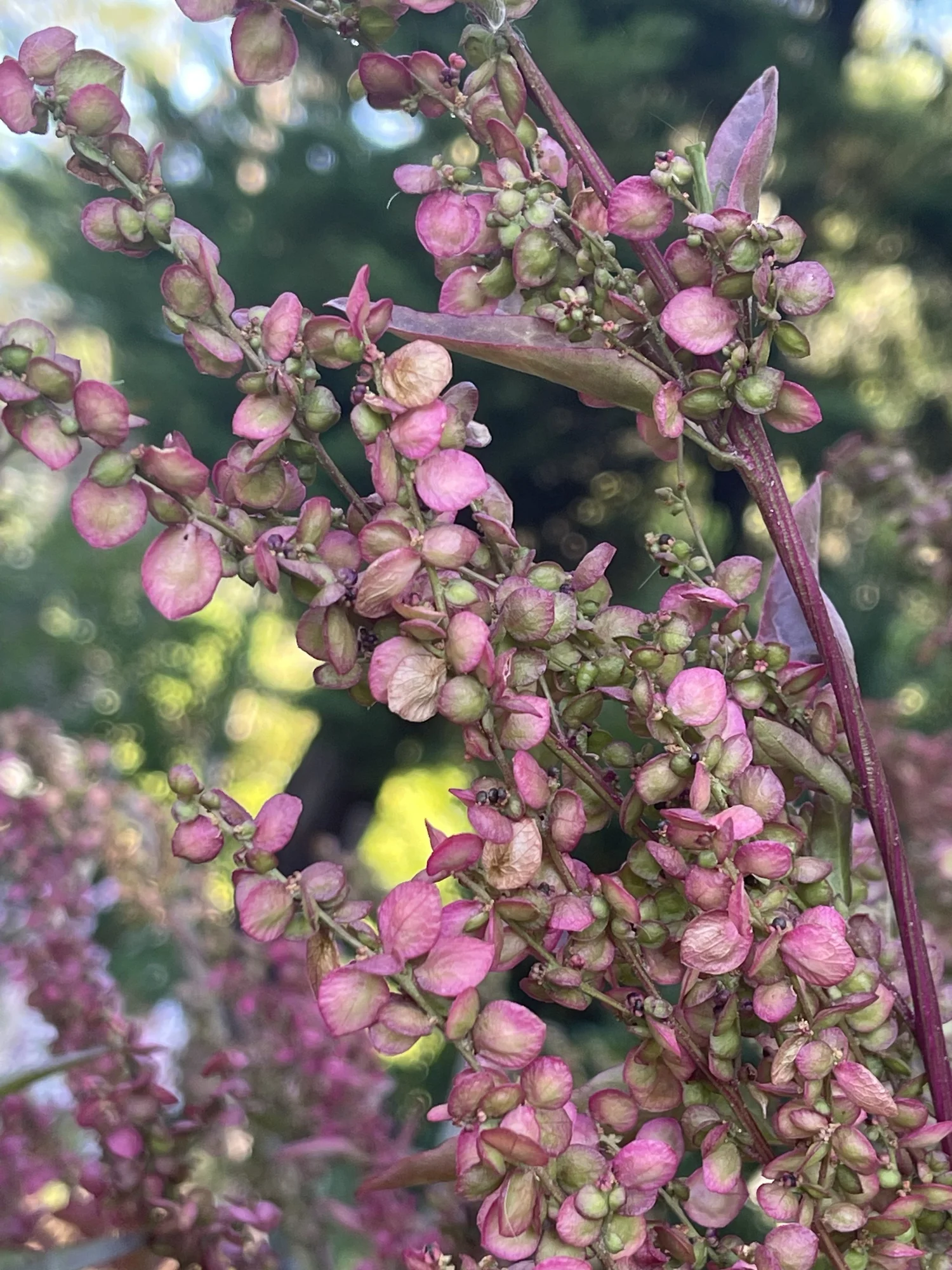Ruby Orach — Heathfield Flowers