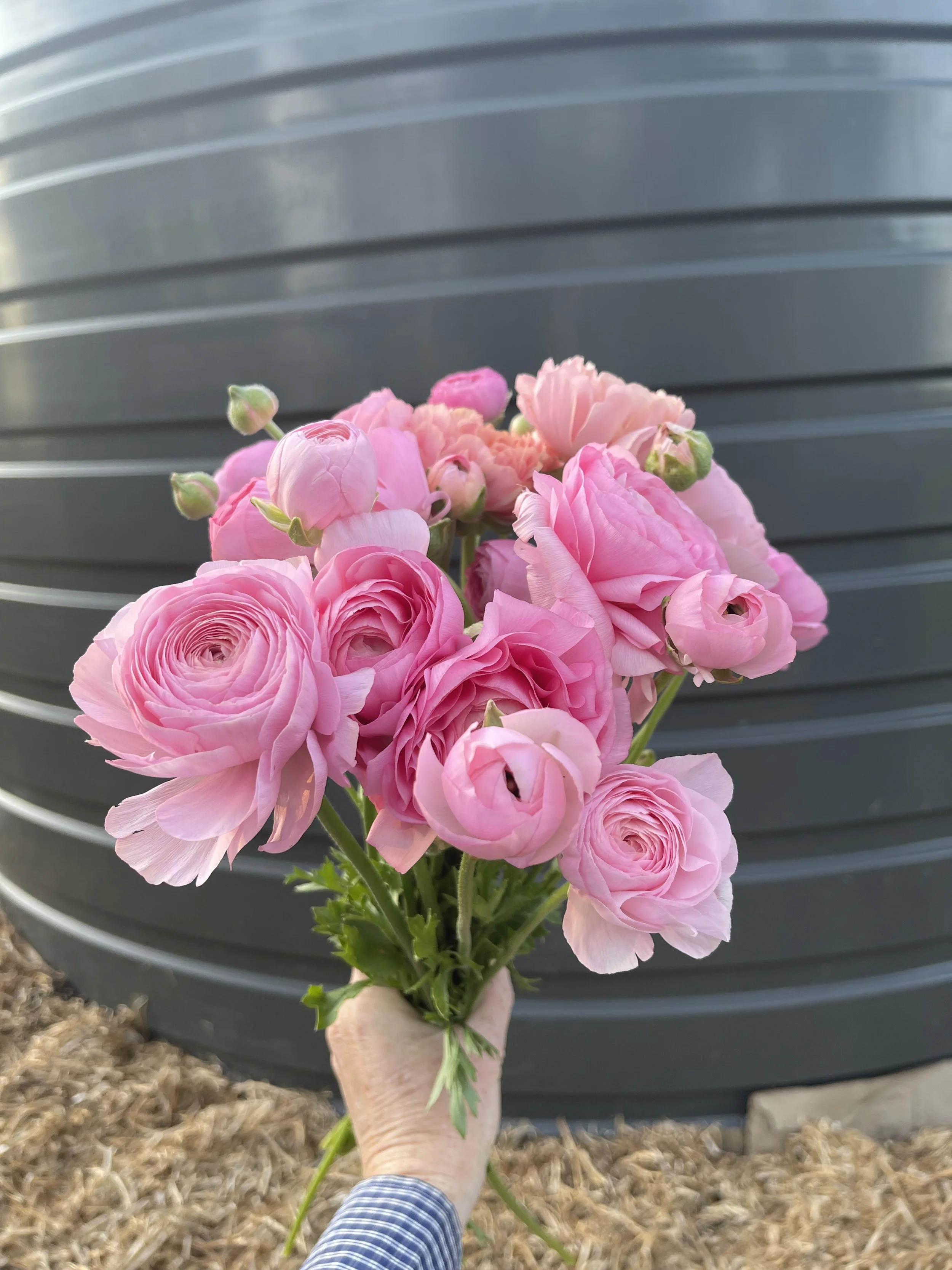 Ranunculas pastel yellow/peach — Heathfield Flowers