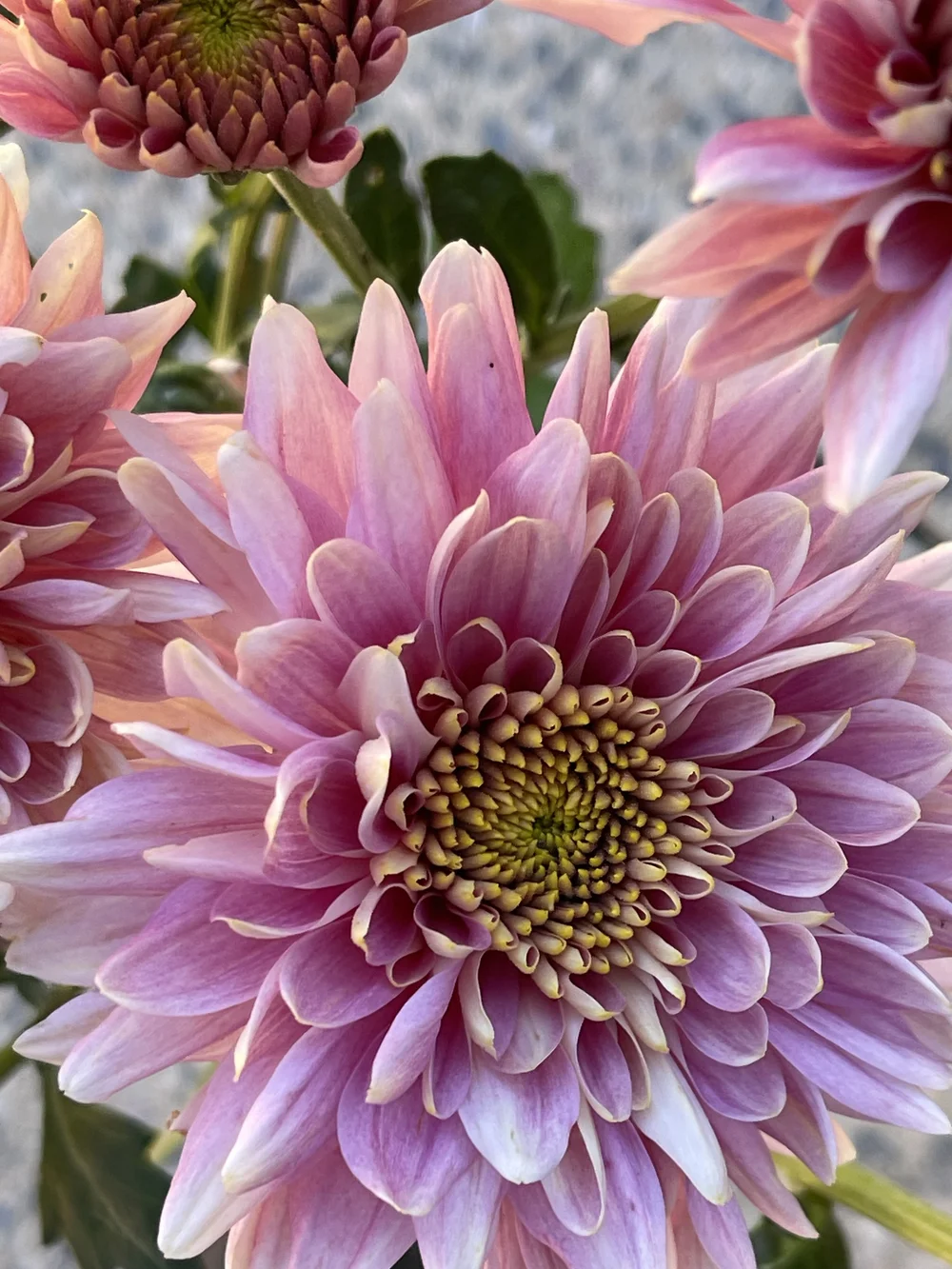 Cherry Ripe Chrysanthemum — Heathfield Flowers