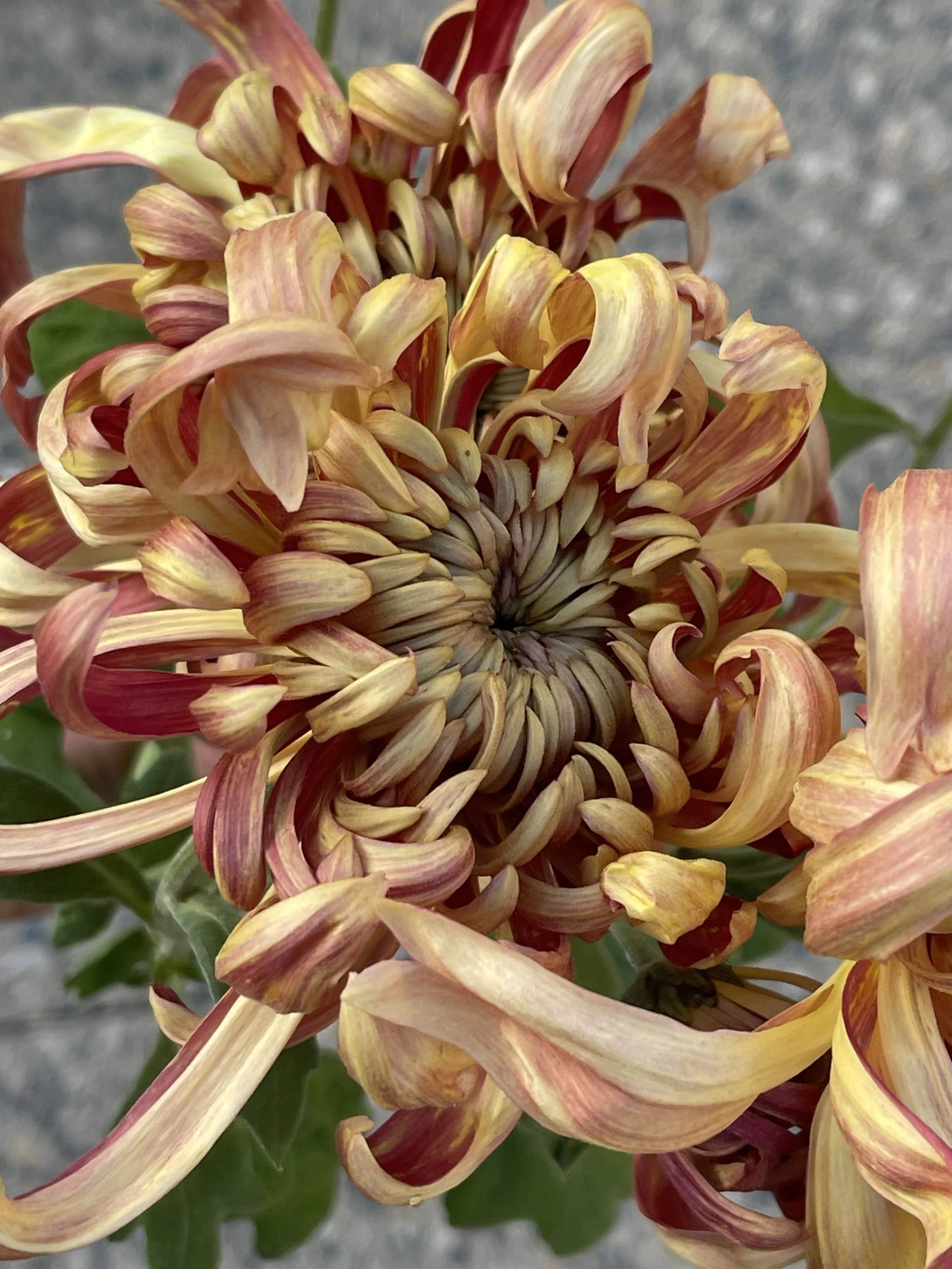 Cherry Ripe Chrysanthemum — Heathfield Flowers