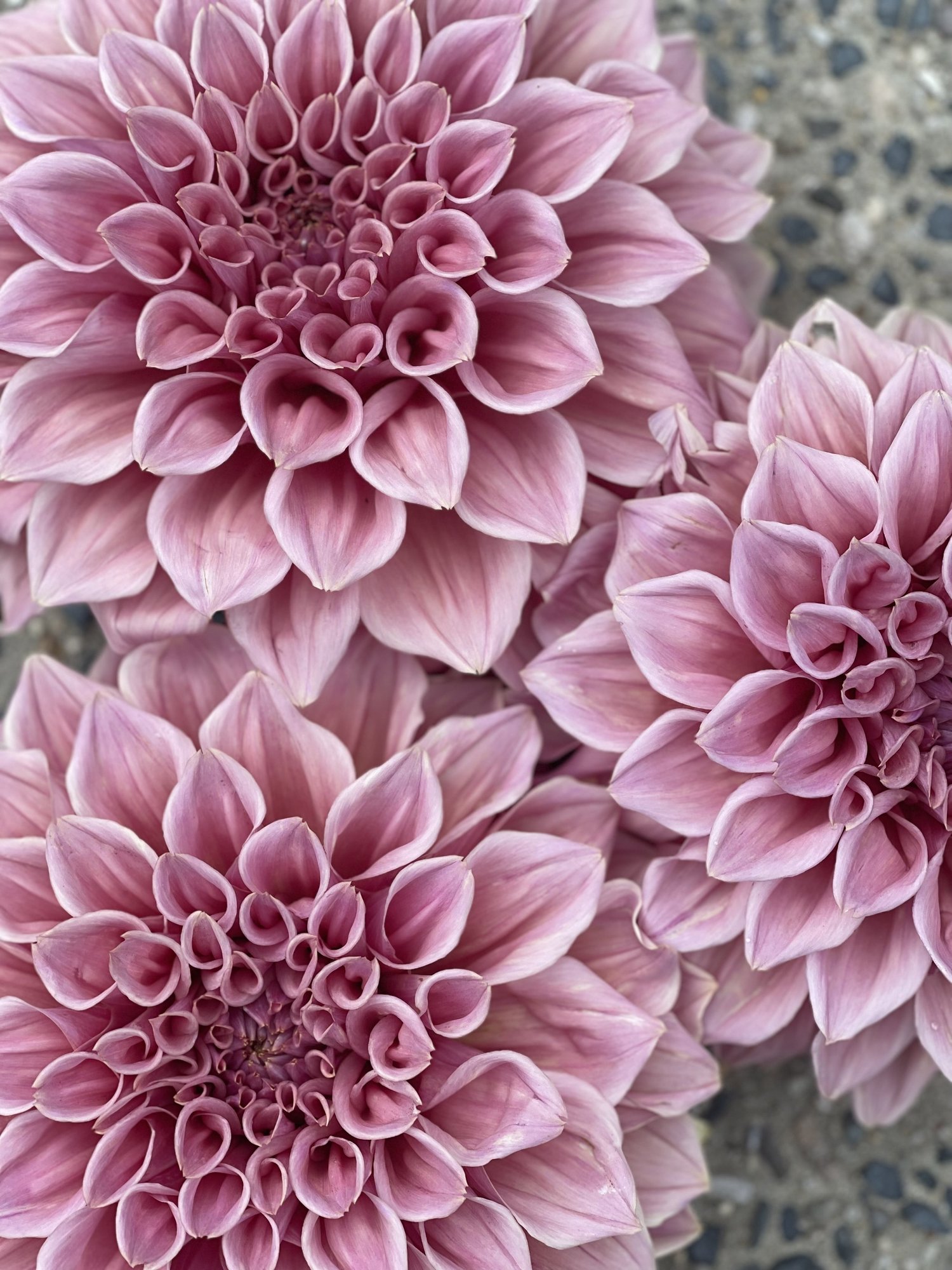 Store 1 — Heathfield Flowers