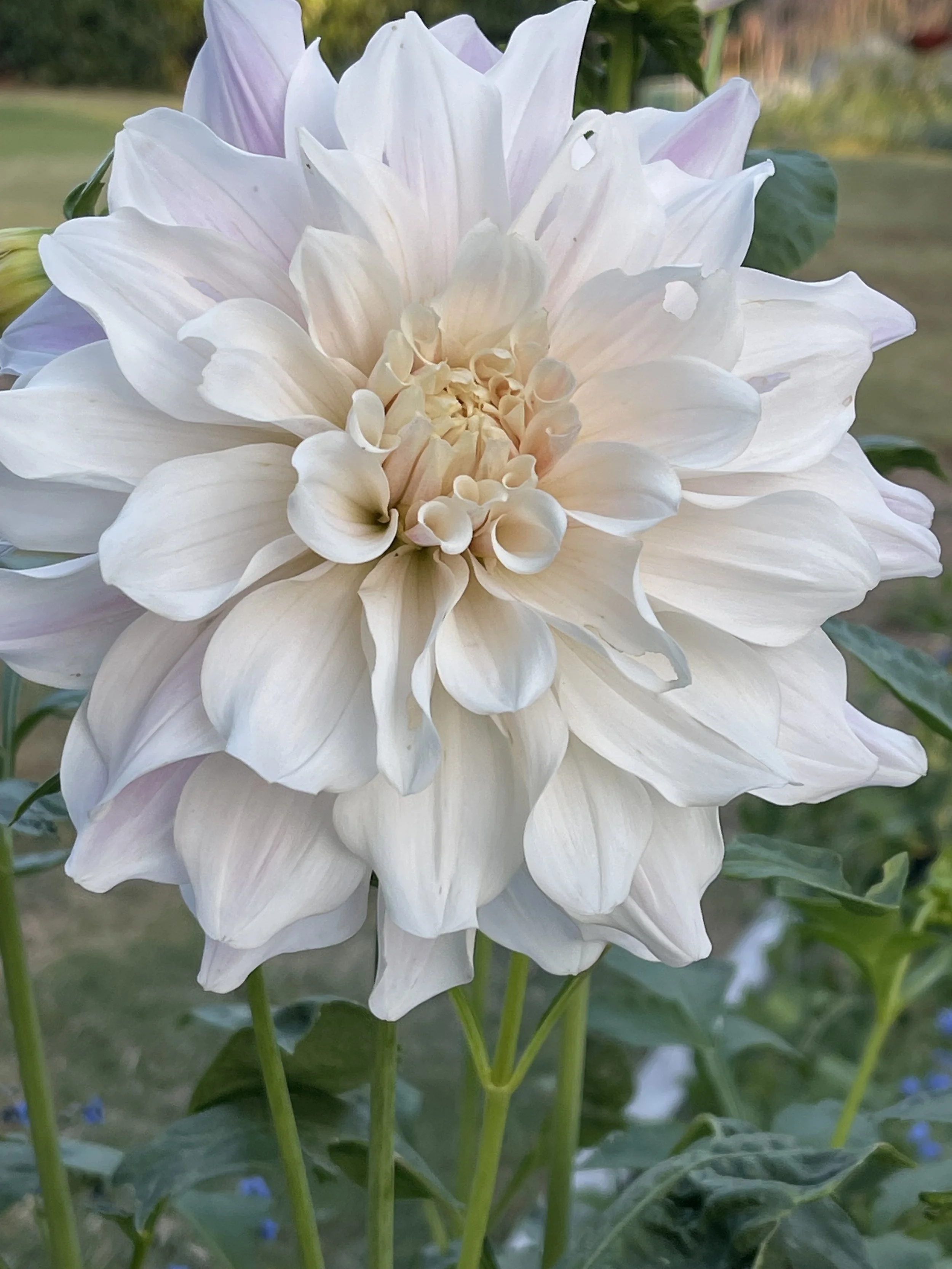 Shop Chrysanthemum Plants — Heathfield Flowers