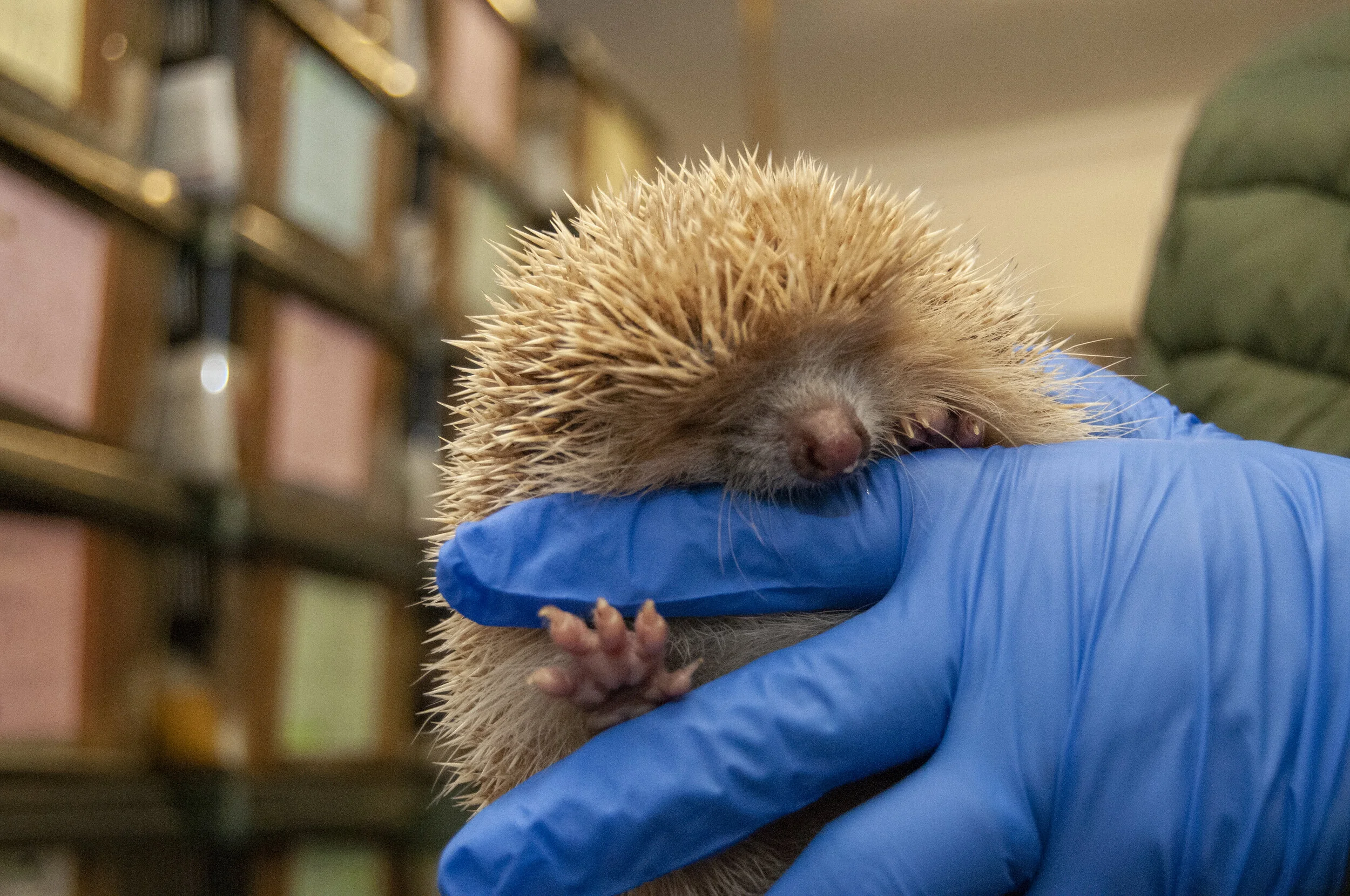 Wiltshire Wildlife Hospital | 24 Hour Rescue & Advice Service