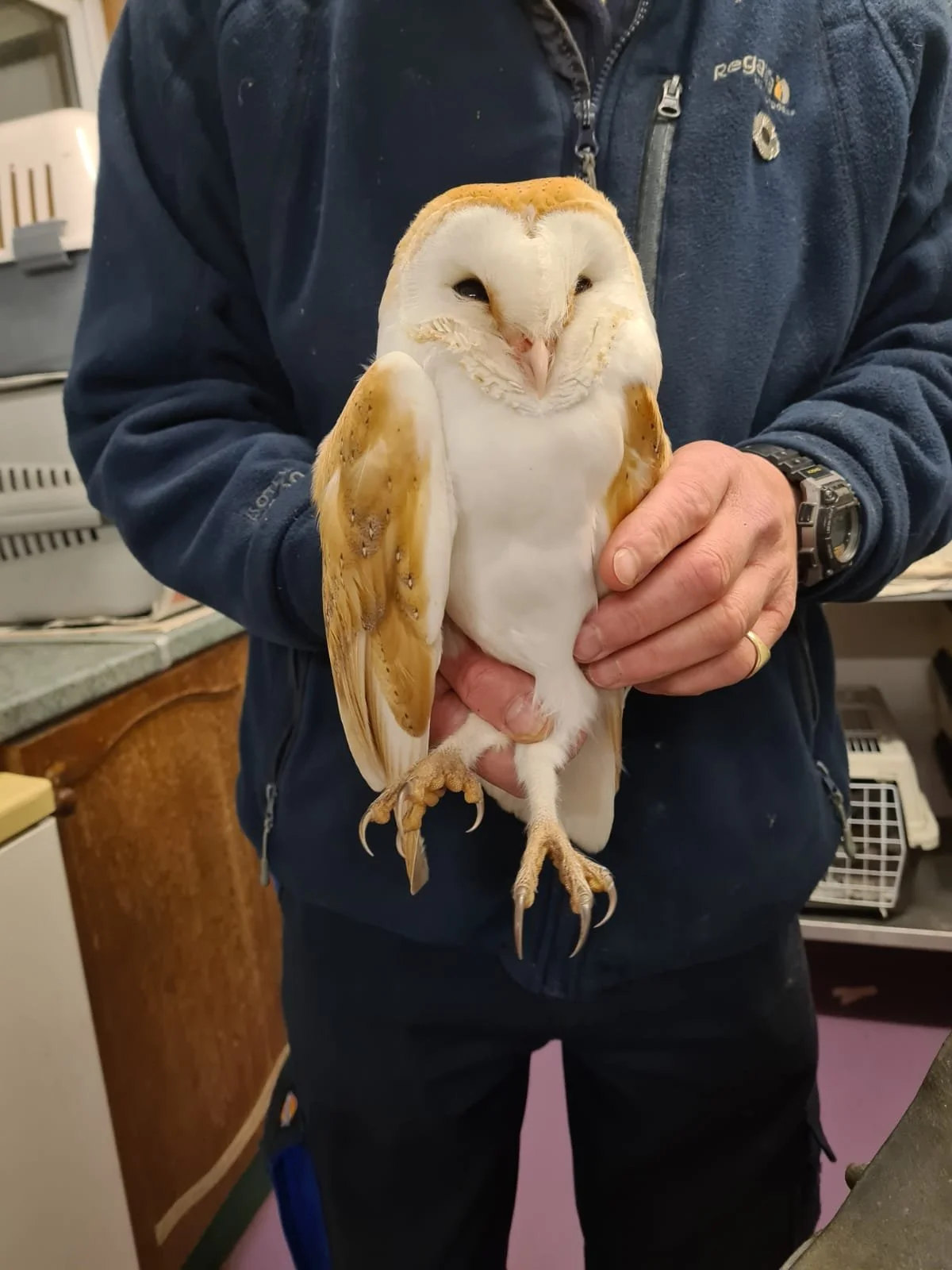 Wiltshire Wildlife Hospital | 24 Hour Rescue & Advice Service