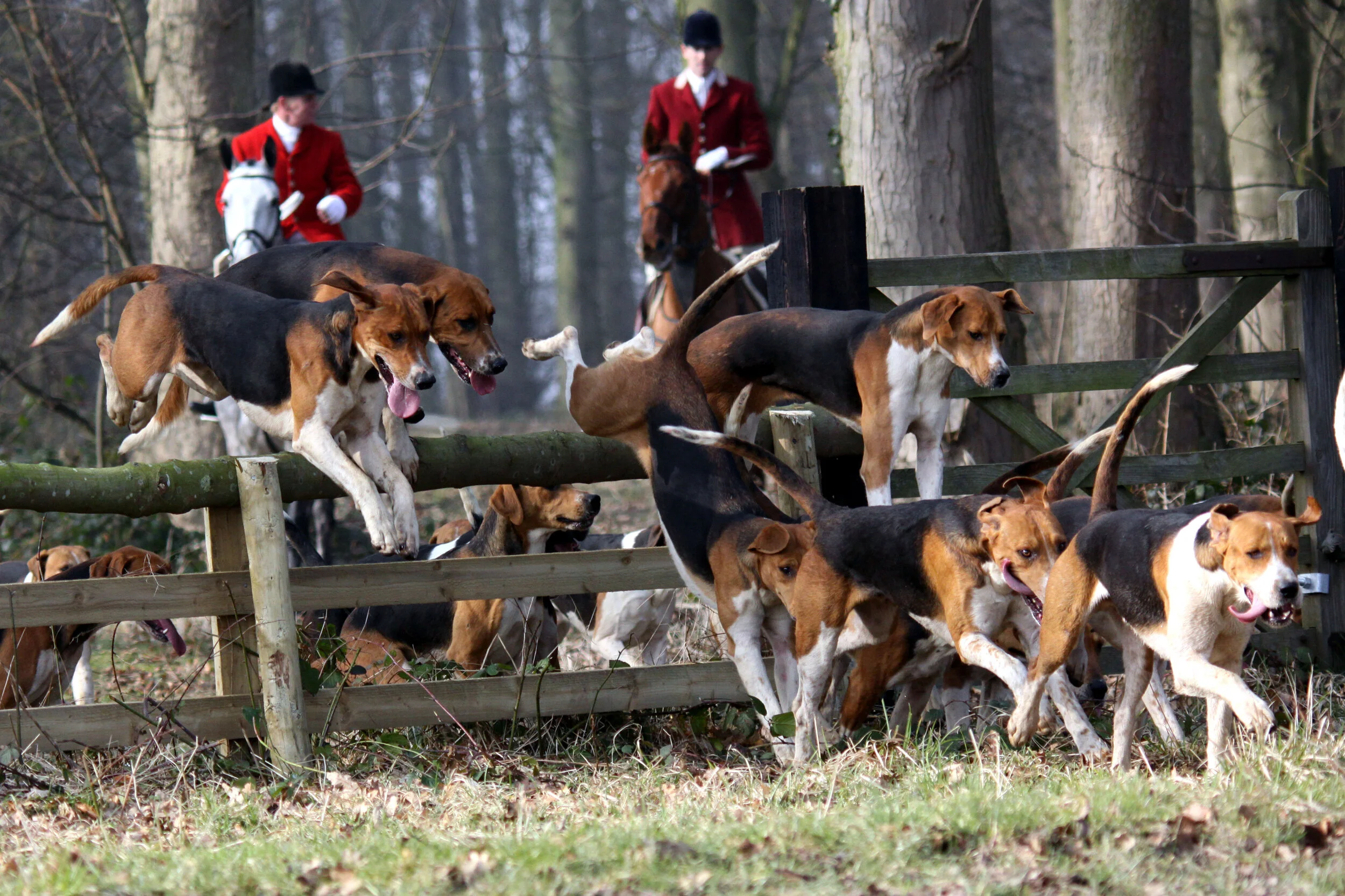 Fox Hunting With Beagles