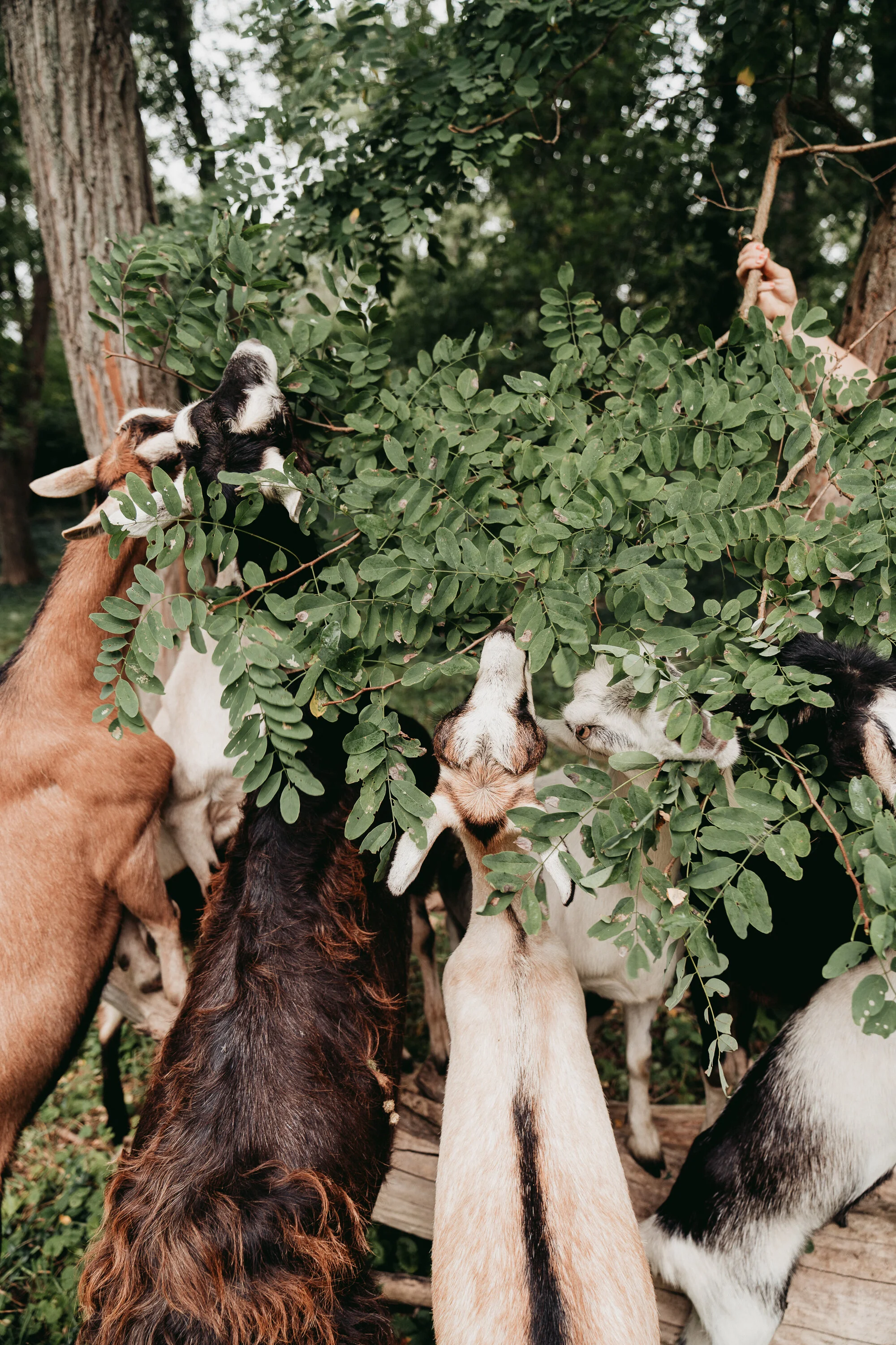 General 2 — Let's Goat Buffalo