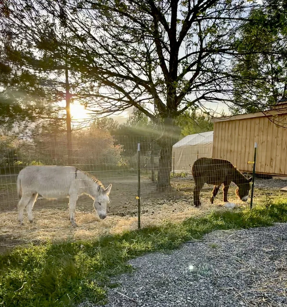 Let’s Goat Rescue — Let's Goat Buffalo