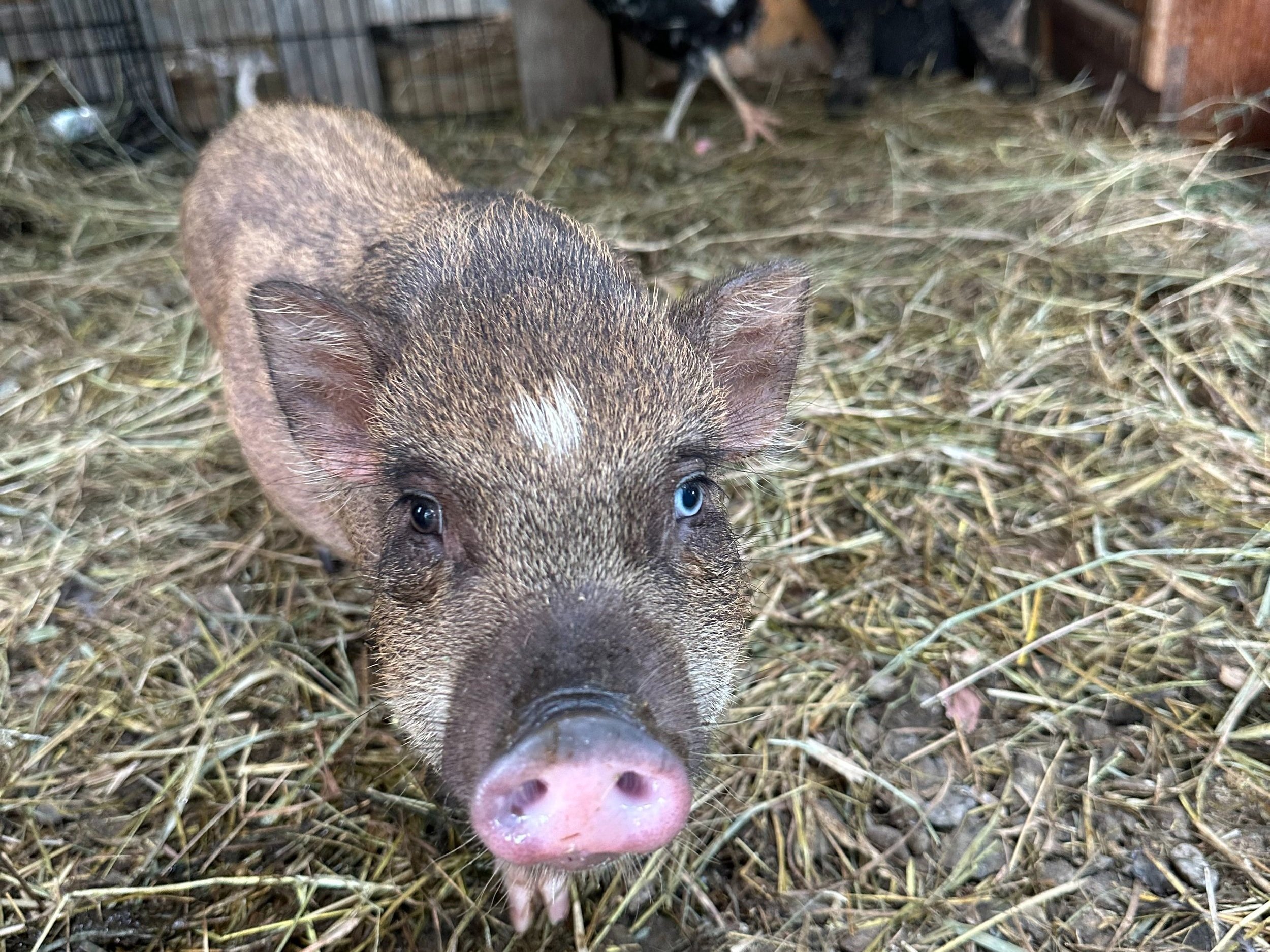 Let’s Goat Rescue — Let's Goat Buffalo