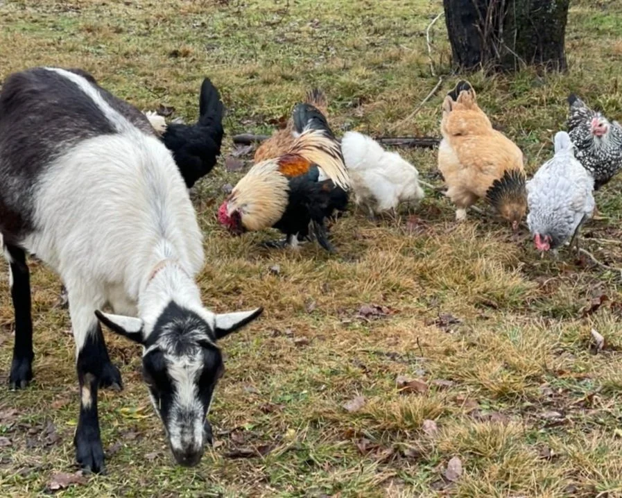 Let’s Goat Rescue — Let's Goat Buffalo