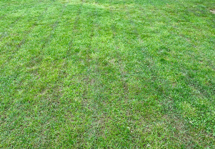 Cutting grass in the wet – can you and if so, how to mow it?
