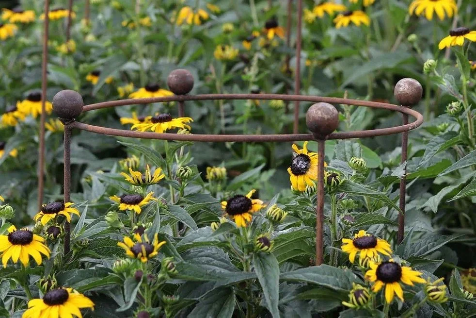 The complete guide to metal plant supports for any garden.