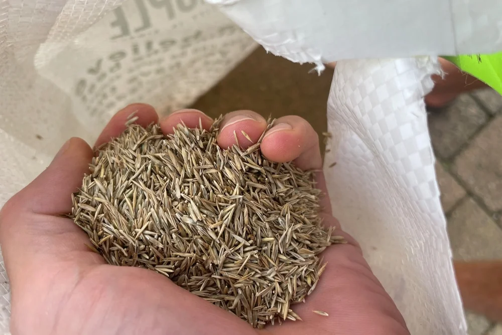 The complete guide to lawn grass seed.