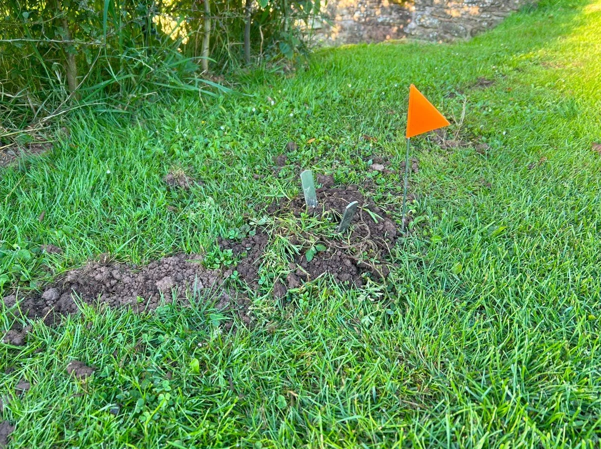 A simple guide to garden moles and how to get rid of them.