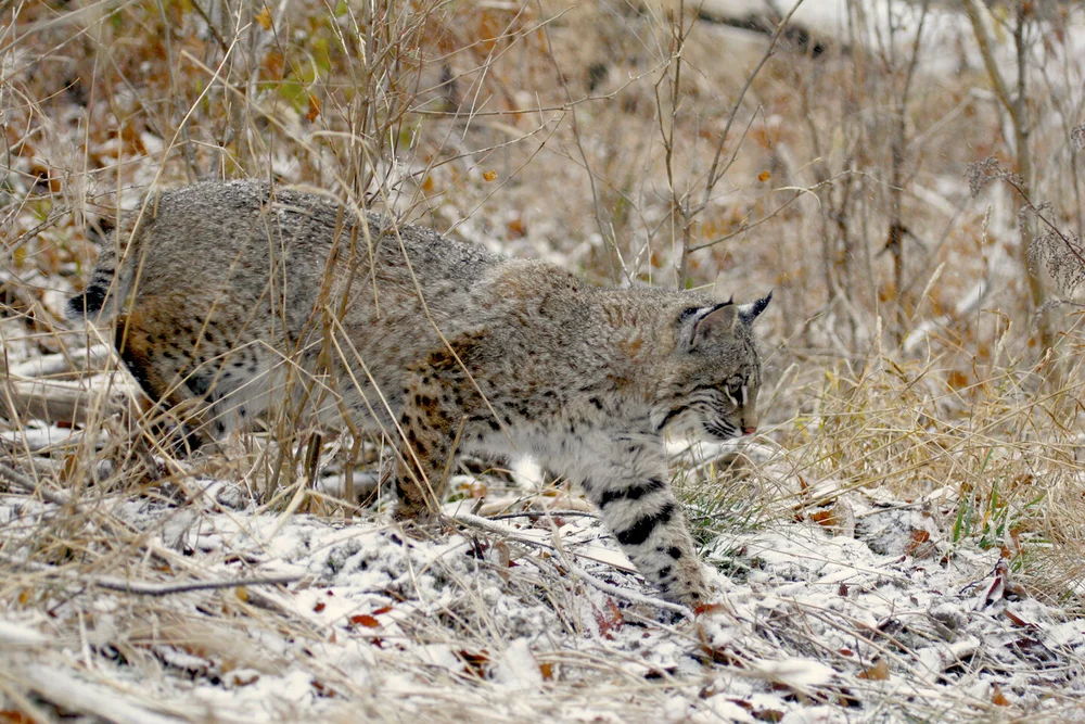 Photo 101: Understanding ISO Speed — Ron Spomer Outdoors
