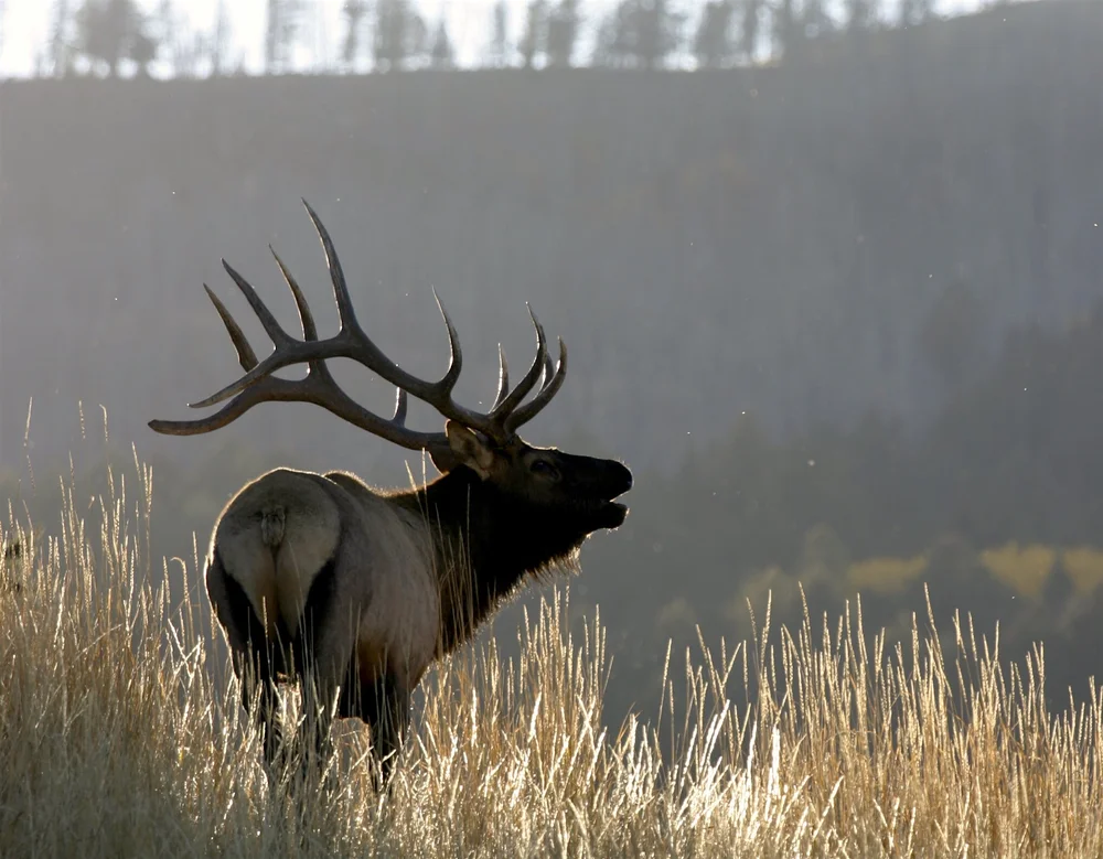 Photo 101: Photograph Light, Not Subjects — Ron Spomer Outdoors
