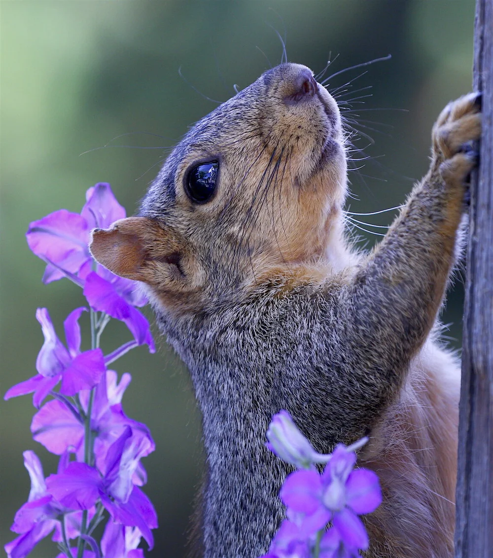 Photo 101: Best Wildlife Zoom Lens — Ron Spomer Outdoors
