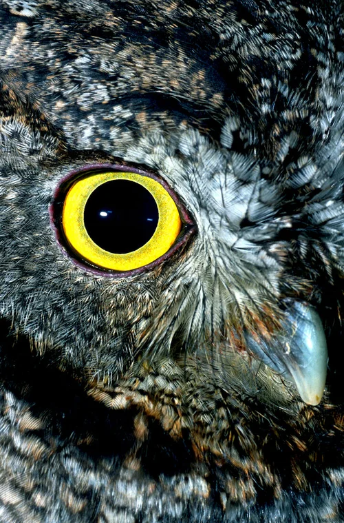 Photo 101: Best Wildlife Zoom Lens — Ron Spomer Outdoors