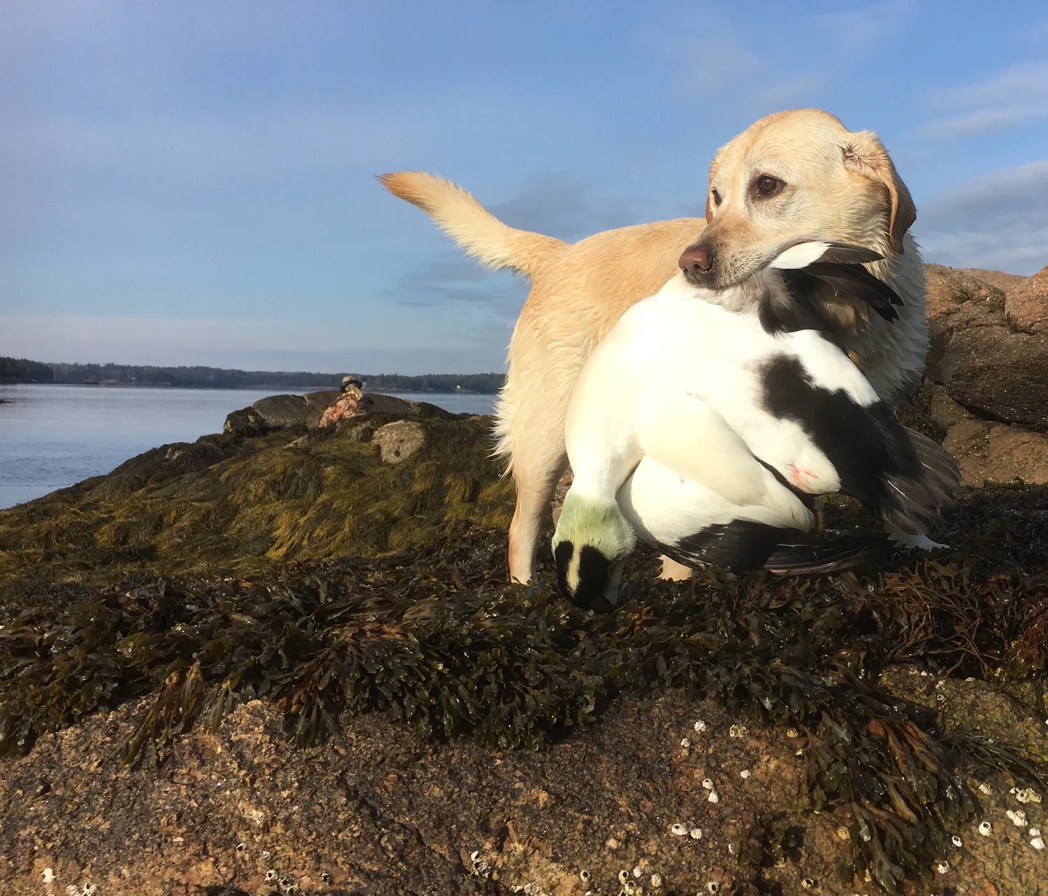Eider Hunting is Different — Ron Spomer Outdoors