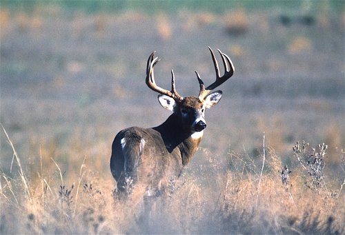 Aging Bucks by Body Traits — Ron Spomer Outdoors