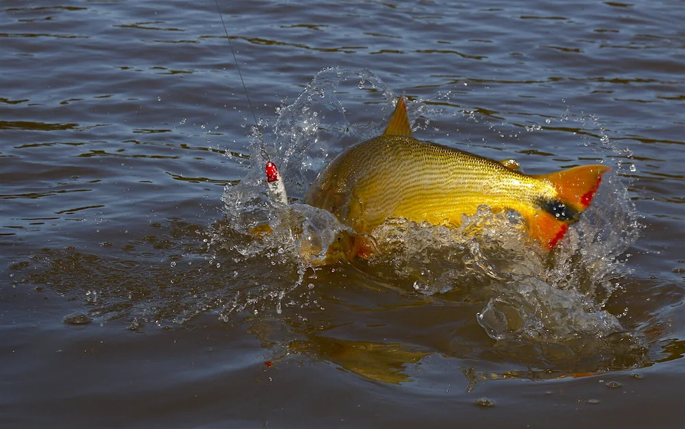 Spring Argentina Cast Blast Adventure — Ron Spomer Outdoors