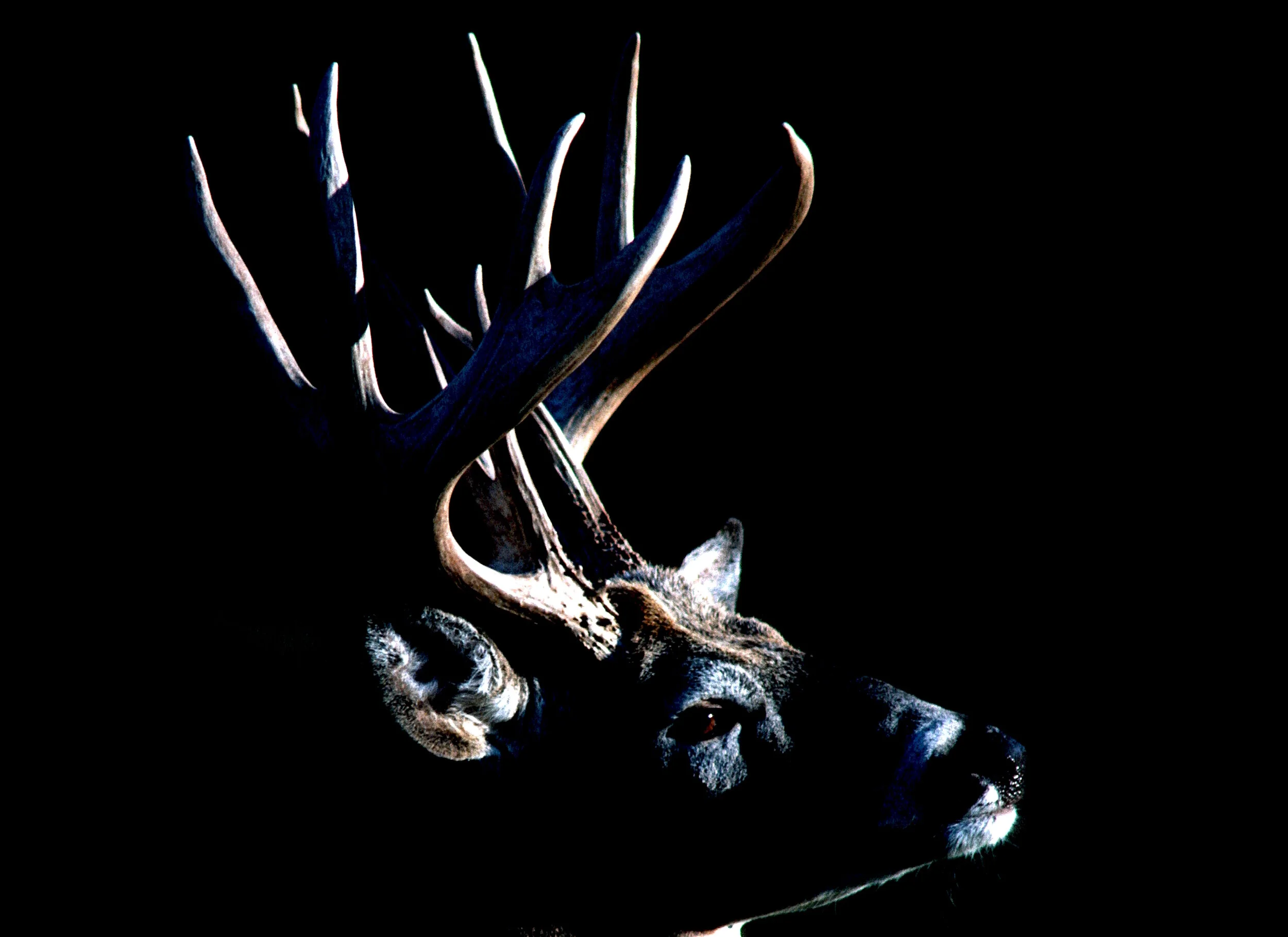 7 Reasons Why Culling Bucks Doesn't Work — Ron Spomer Outdoors