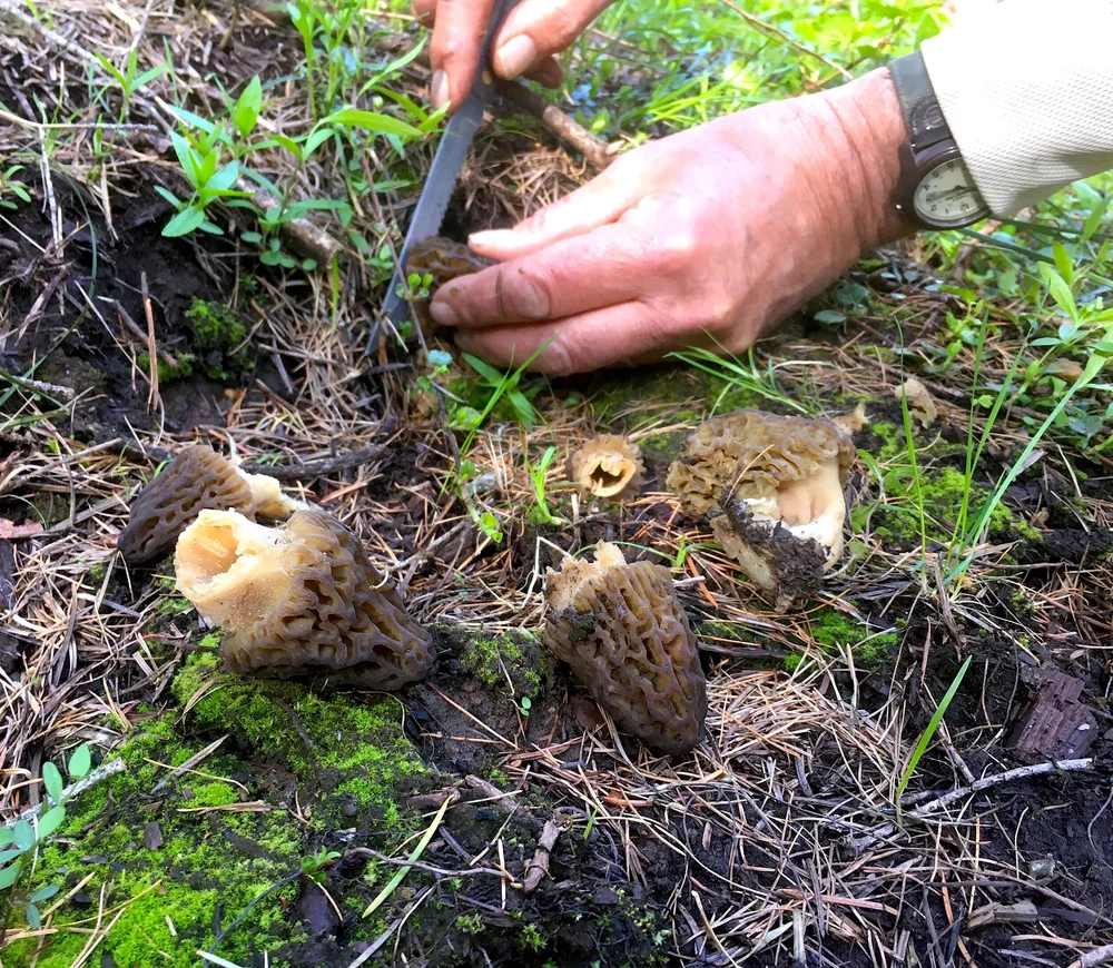 Secret Tricks for Finding Morels (Mushrooms!) — Ron Spomer Outdoors