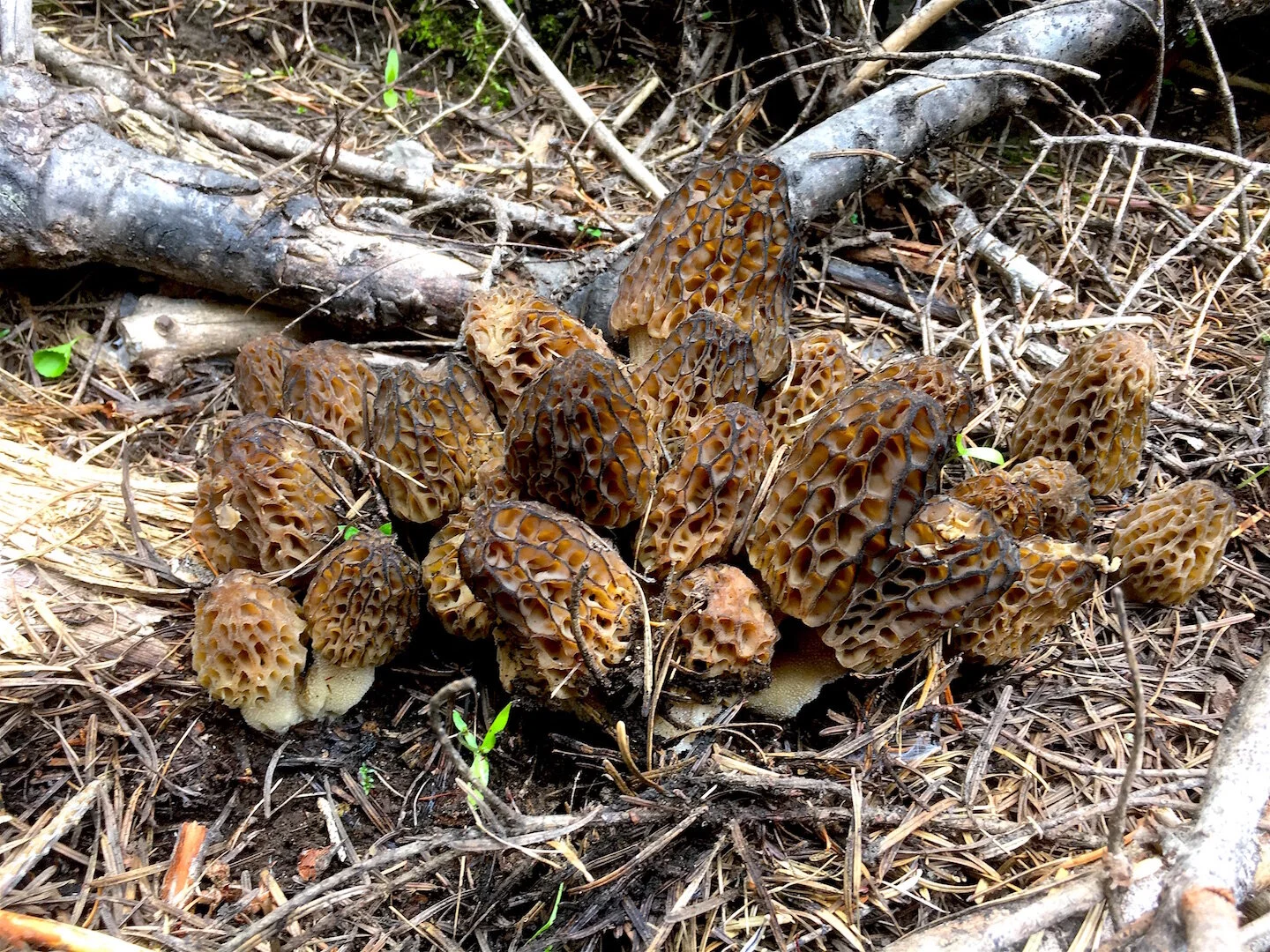 Secret Tricks for Finding Morels (Mushrooms!) — Ron Spomer Outdoors