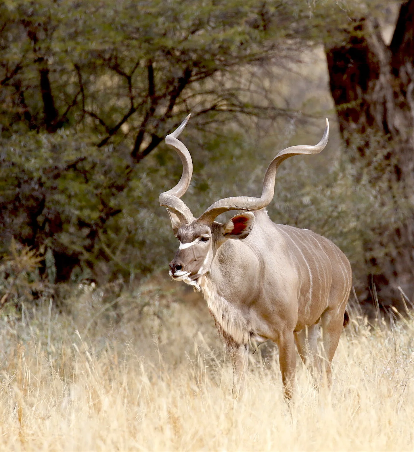 Best Africa Safari Clothing — Ron Spomer Outdoors
