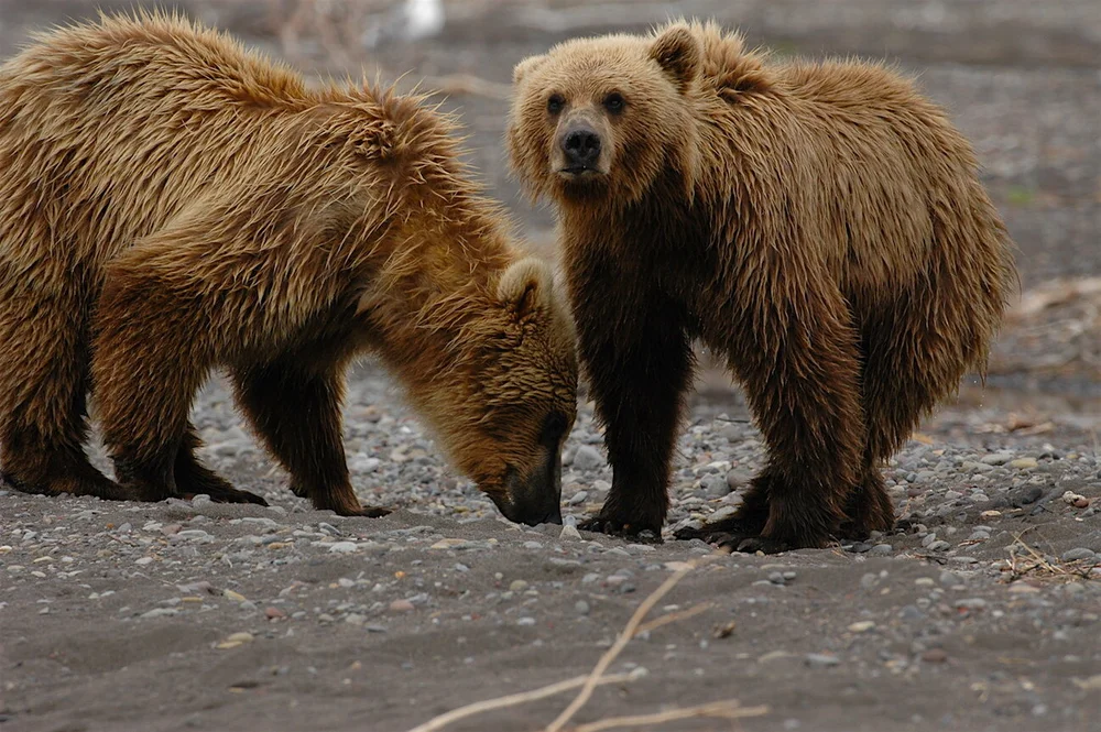 Big Brown Bears Via Tia Alaska Guide — Ron Spomer Outdoors