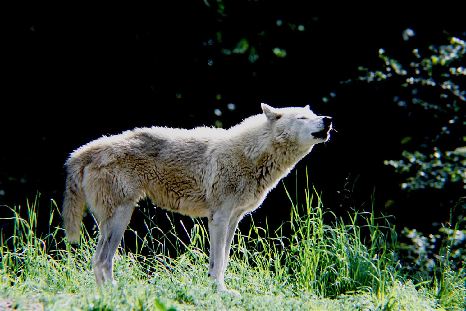 Hunting Is Wrong, Ugly, Sick — Ron Spomer Outdoors
