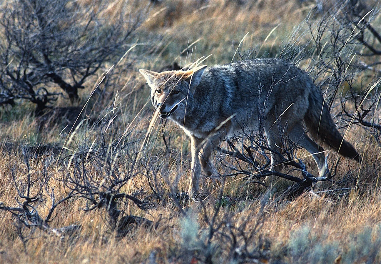 Best Coyote Cartridge Revealed — Ron Spomer Outdoors