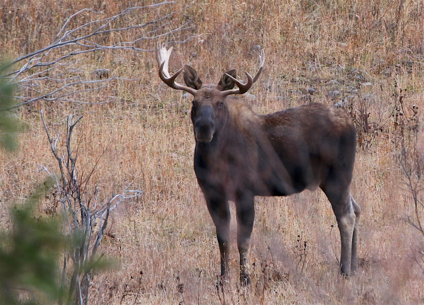 Slow, Heavy Bullets Win! — Ron Spomer Outdoors