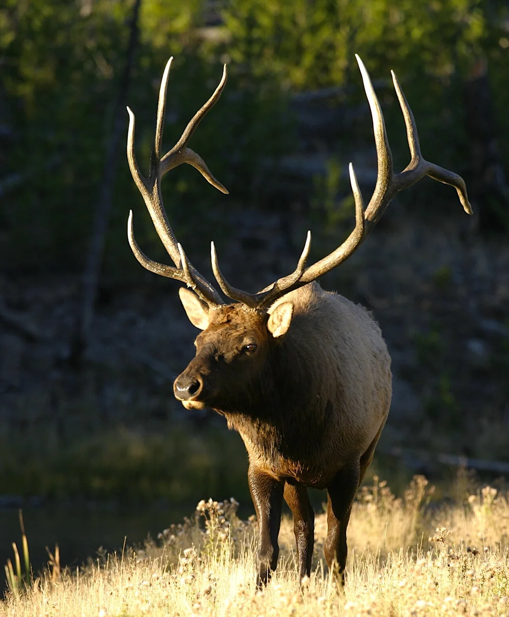 270 Win. vs 6.8 Western & 6.5 PRC — Ron Spomer Outdoors