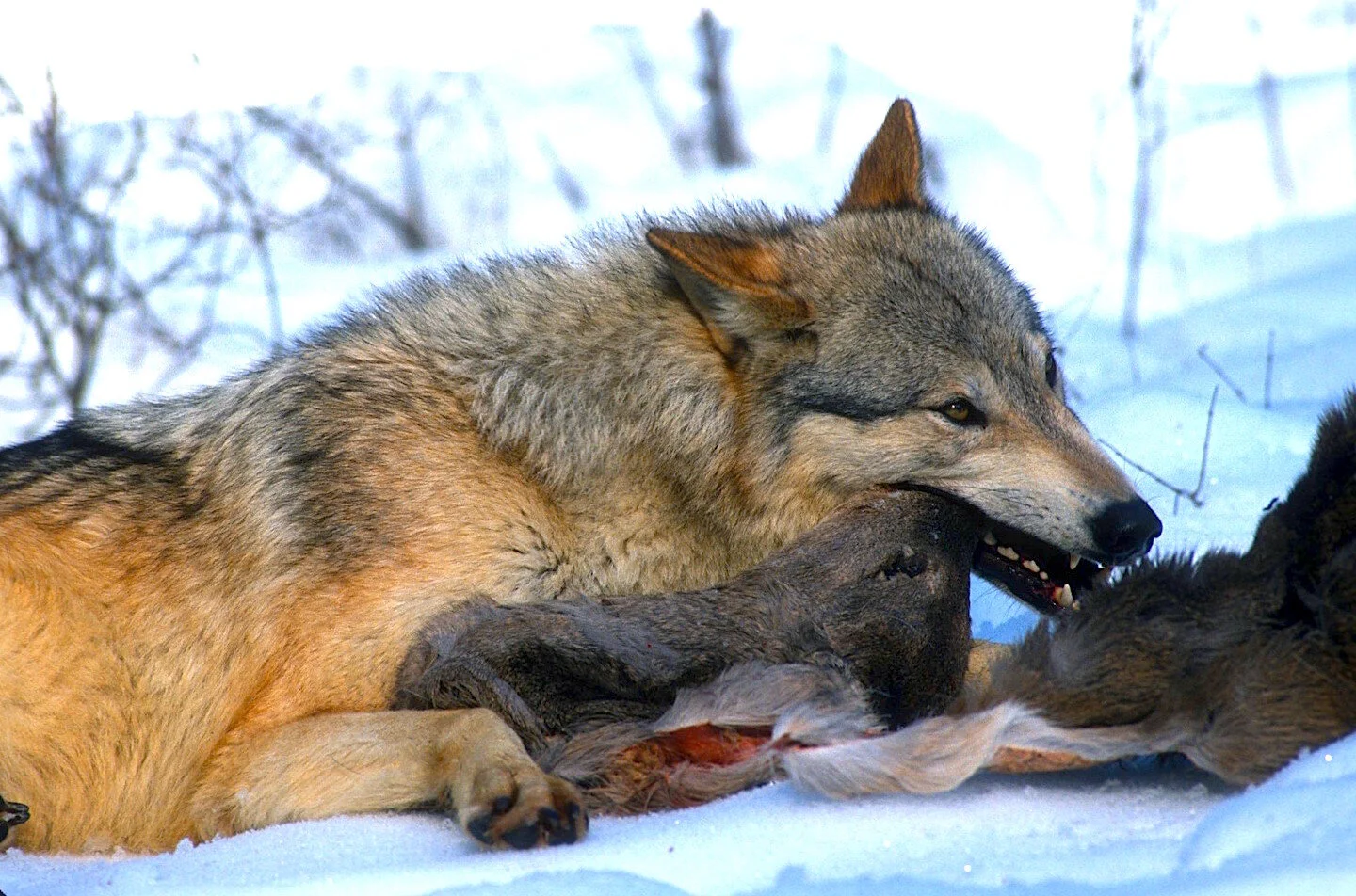 Cancel Culture Comes For Hunting — Ron Spomer Outdoors