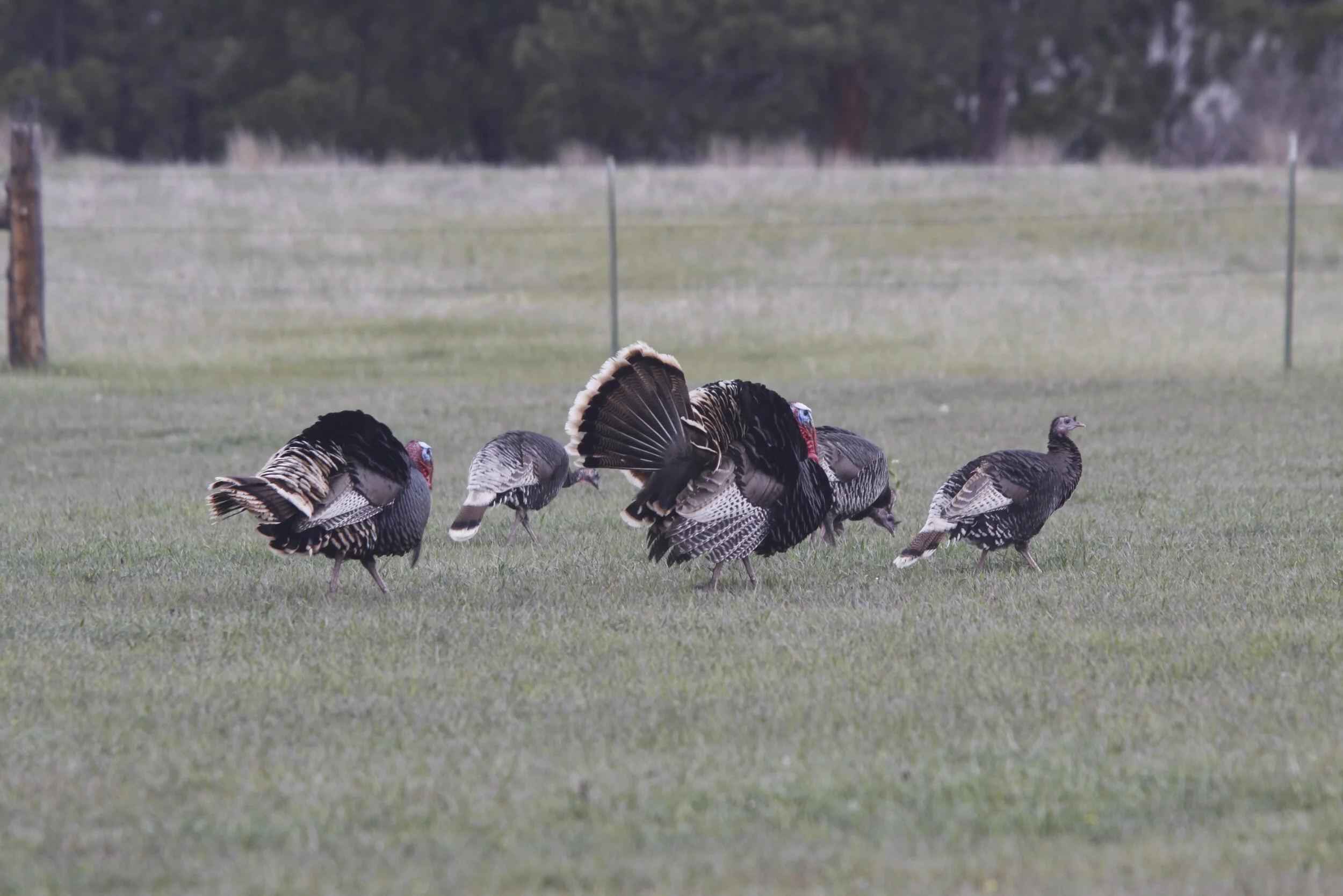 My Love Affair With Merriam’s (turkeys, not women) — Ron Spomer Outdoors