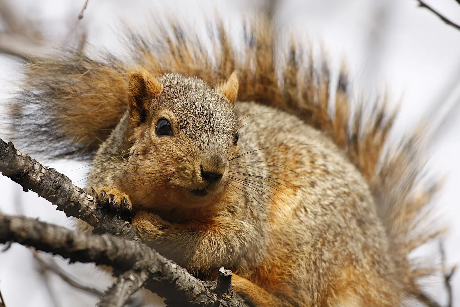 World’s Smallest Rifle Cartridge (and friends) — Ron Spomer Outdoors
