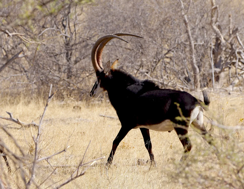 Namibia Hunt/Photo Safari Magic — Ron Spomer Outdoors