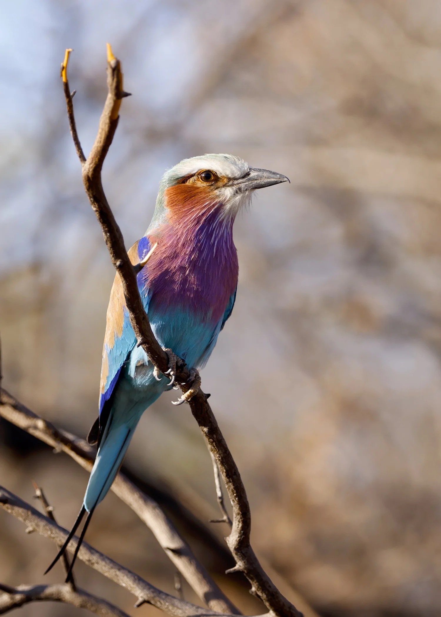 Namibia Hunt/Photo Safari Magic — Ron Spomer Outdoors