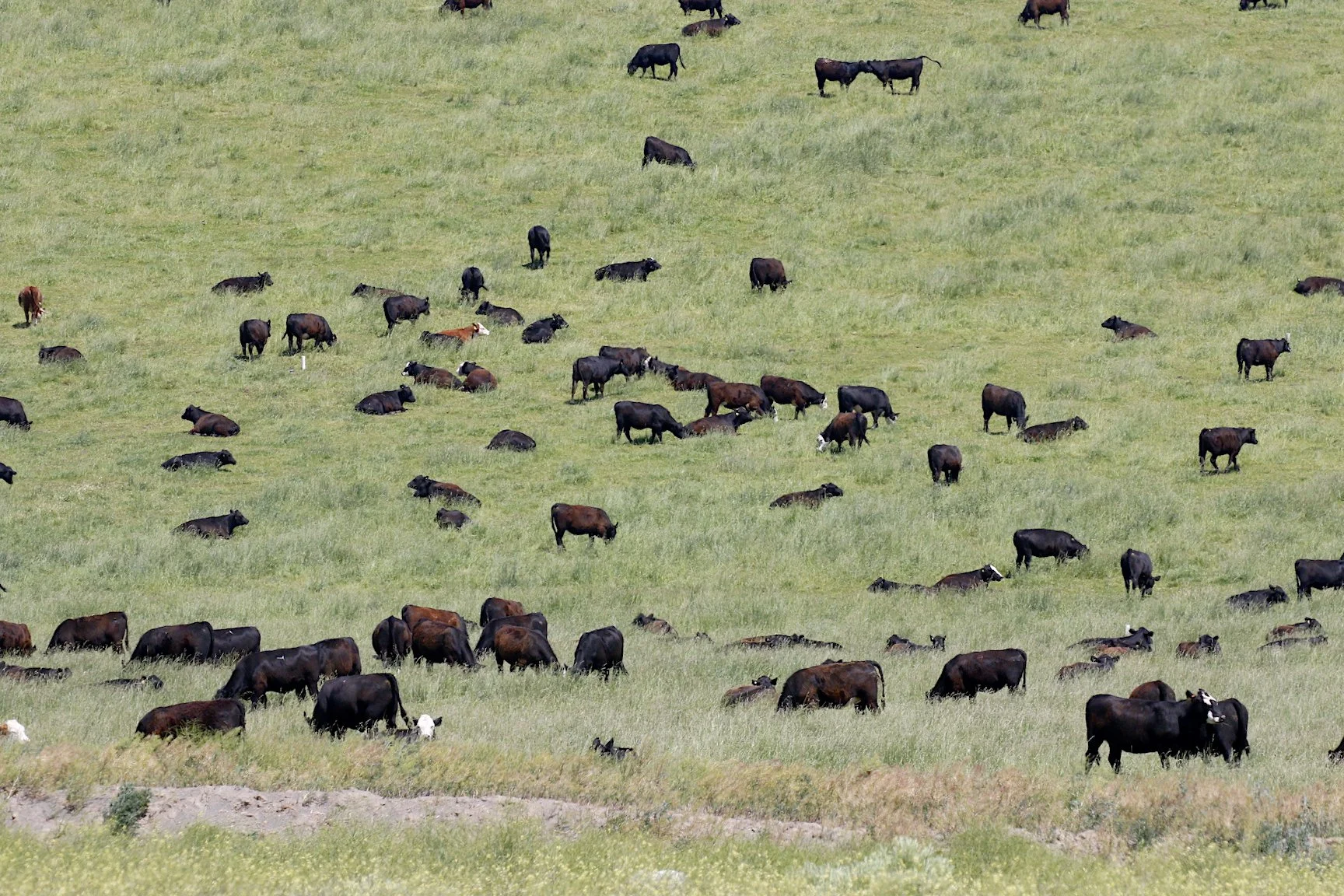 Jackson Hole Elk Devastated by Hunting? — Ron Spomer Outdoors